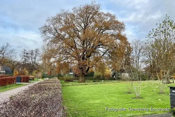 Bomen beter beschermd met nieuwe regels - Enschedesdagblad.nl